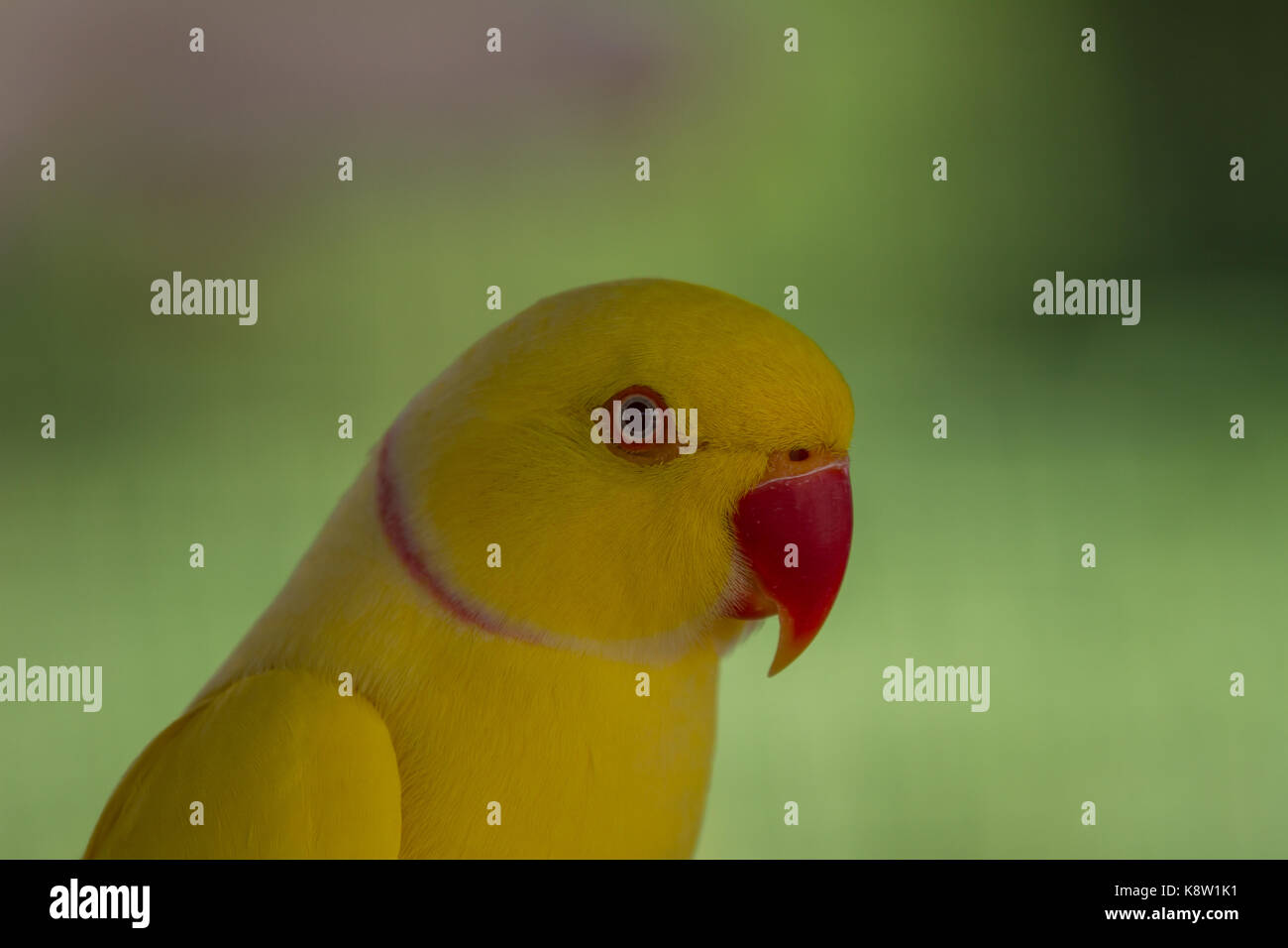 Close up Yellow parrot, beautiful yellow parrot bird Stock Photo - Alamy