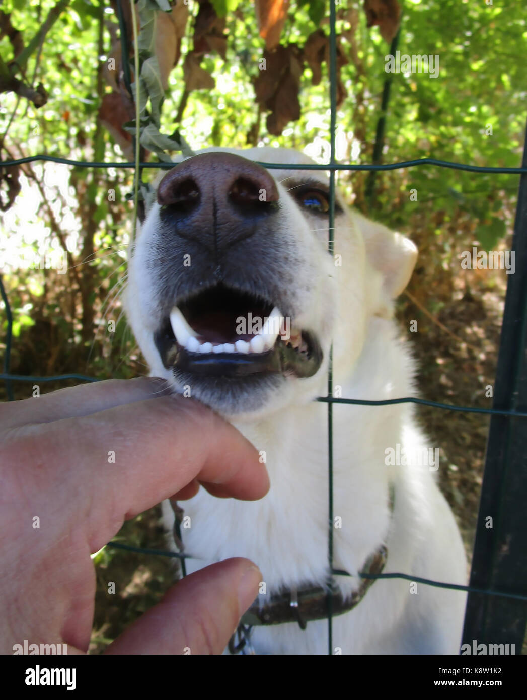 make friends with a dog barking behind the fence net Stock Photo - Alamy