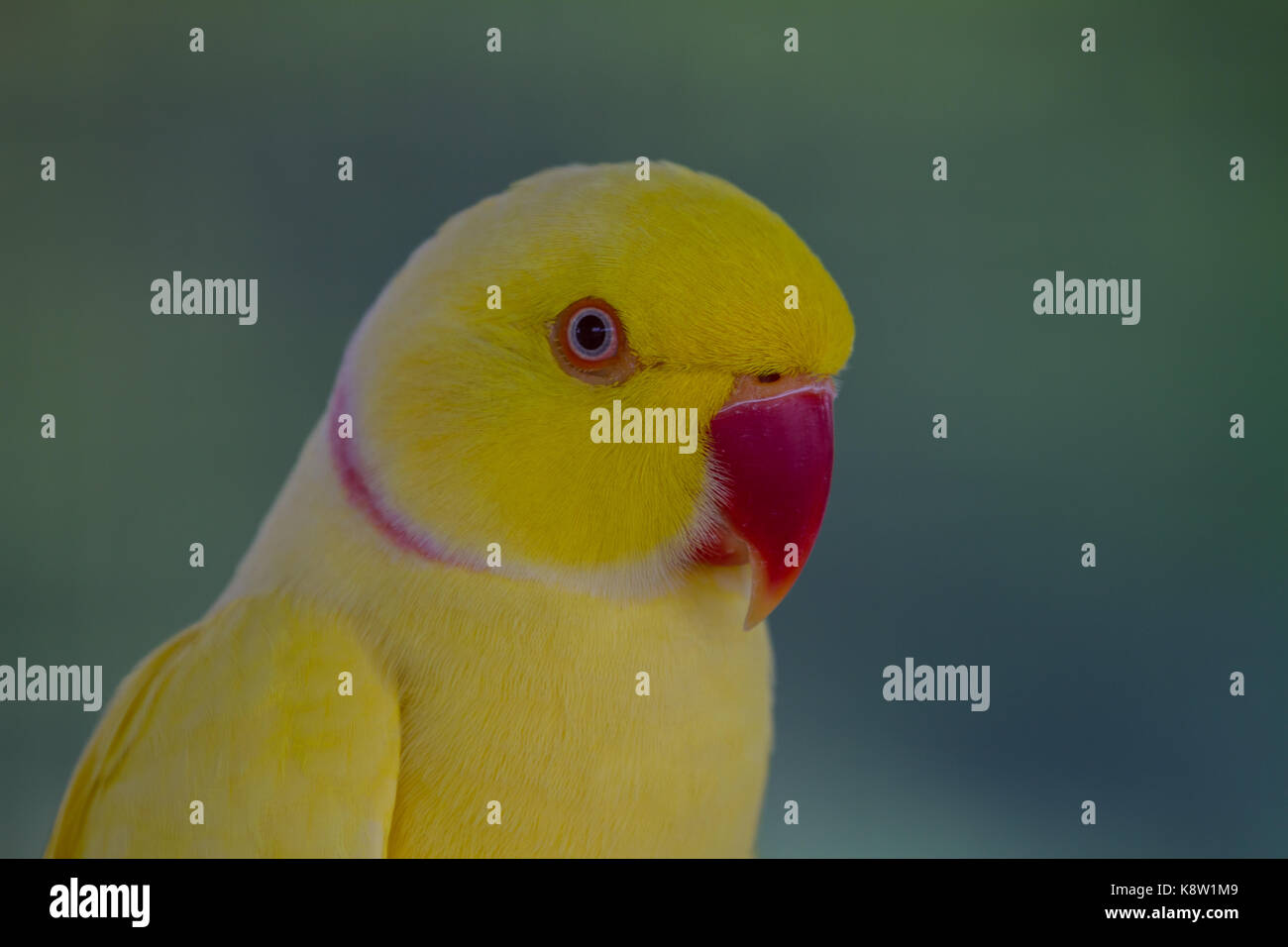 Close up Yellow parrot, beautiful yellow parrot bird Stock Photo - Alamy