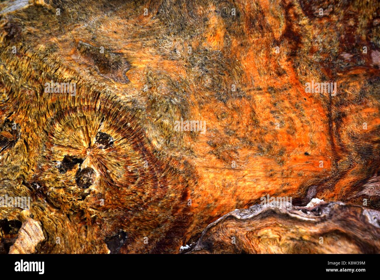 tree rings, year rings of the Italien Stone pine, old umbrella pines ...