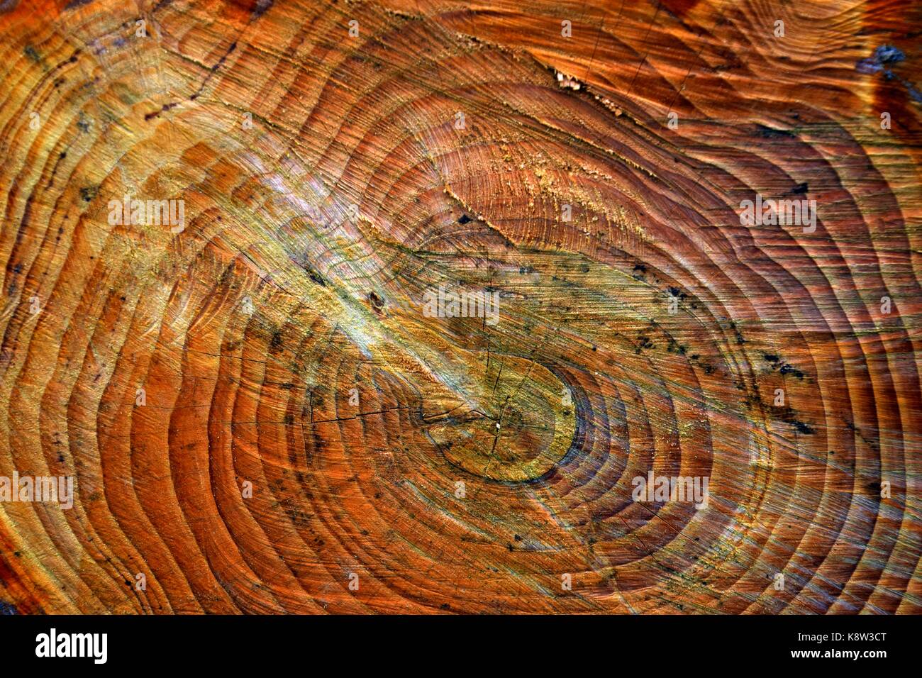 Kambiumring High Resolution Stock Photography and Images - Alamy