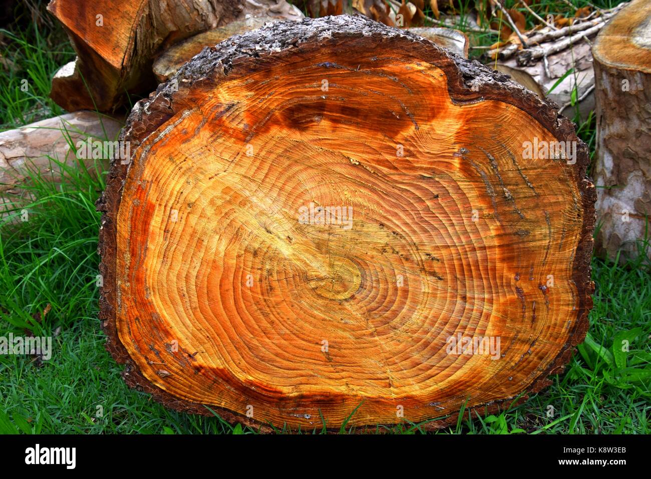tree rings, year rings of the Italien Stone pine, old umbrella pines ...