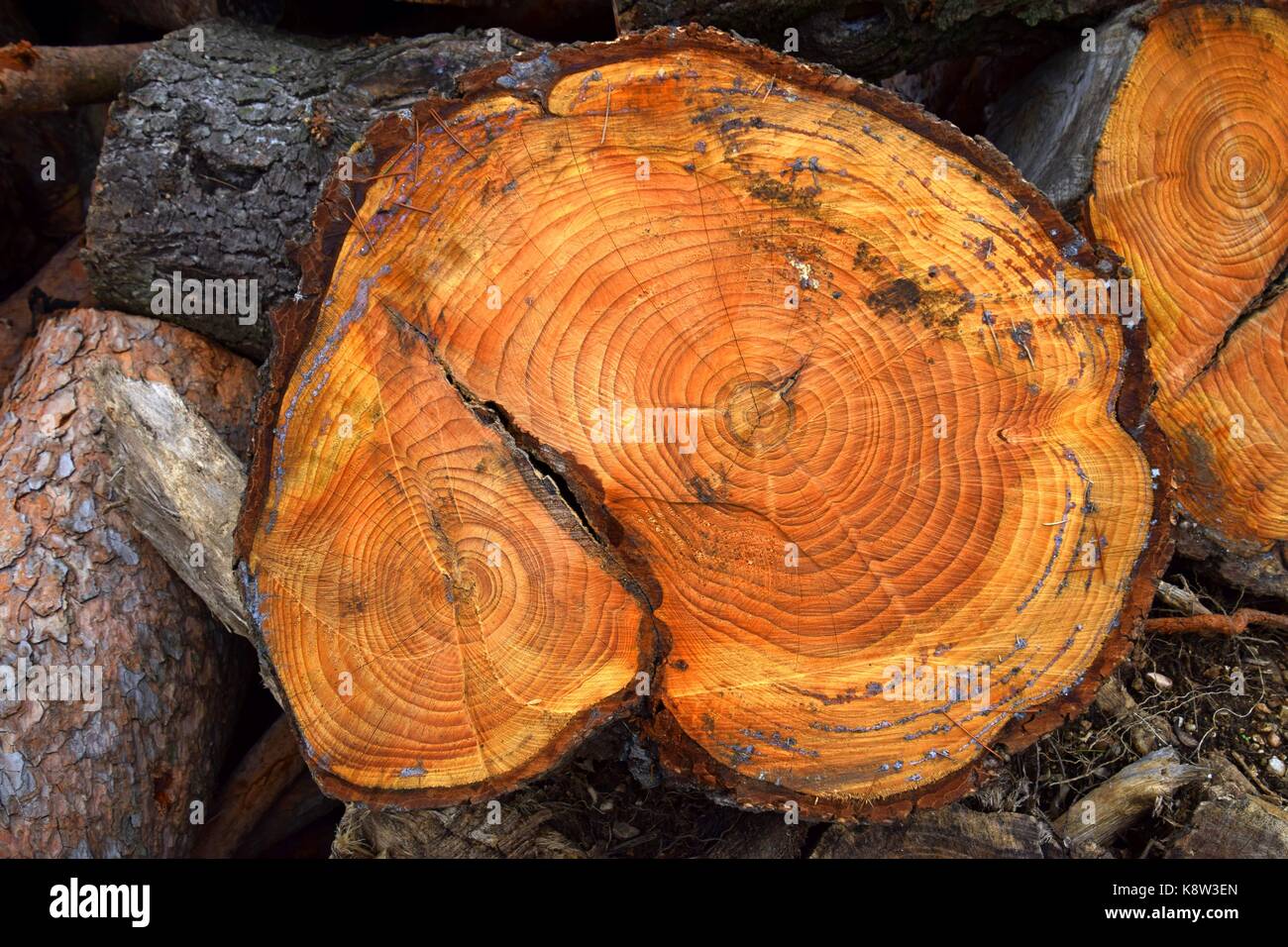 tree rings, year rings of the Italien Stone pine, old umbrella pines ...