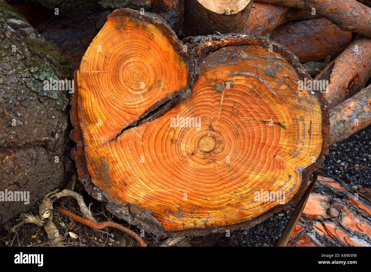 tree rings, year rings of the Italien Stone pine, old umbrella pines ...