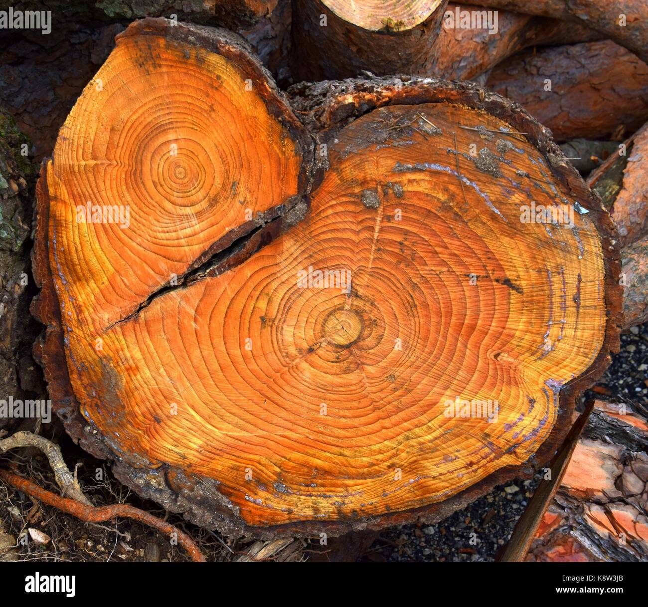 tree rings, year rings of the Italien Stone pine, old umbrella pines ...