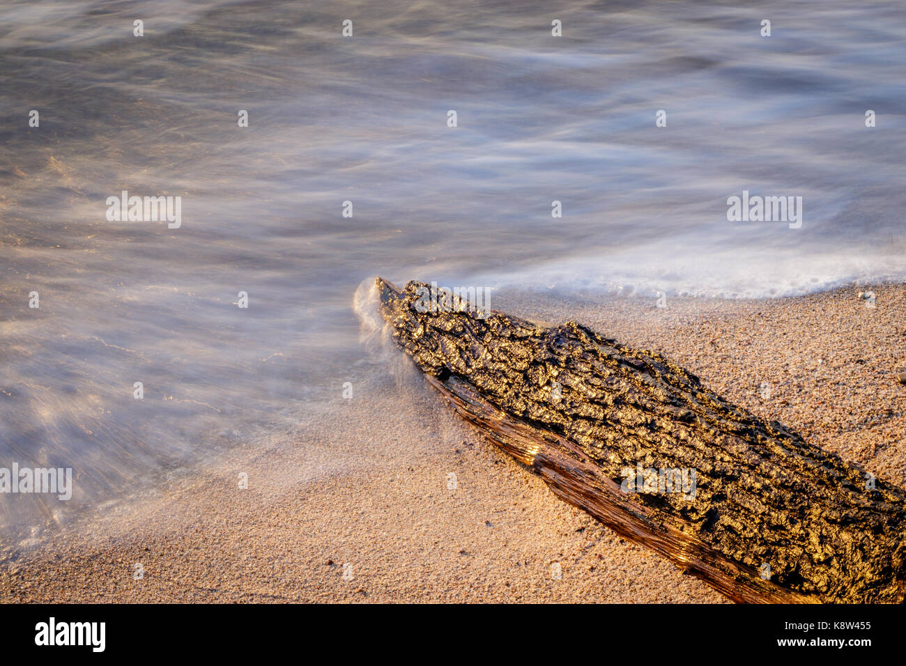A piece of driftwood lying in the ocean Stock Photo - Alamy