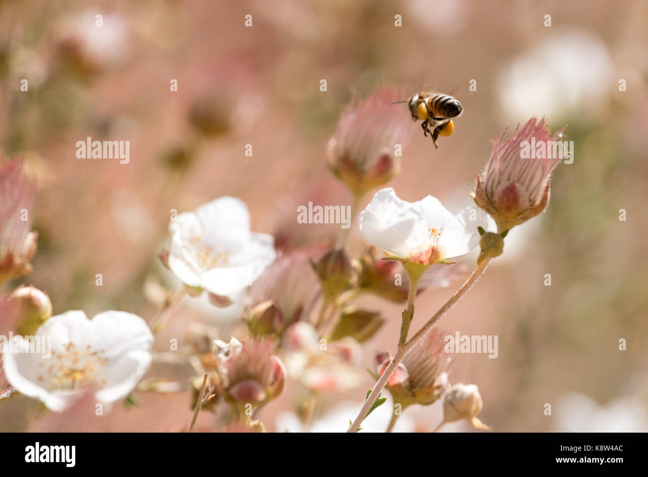 Bee and flowering cliffrose, Grand Staircase - Escalante National ...