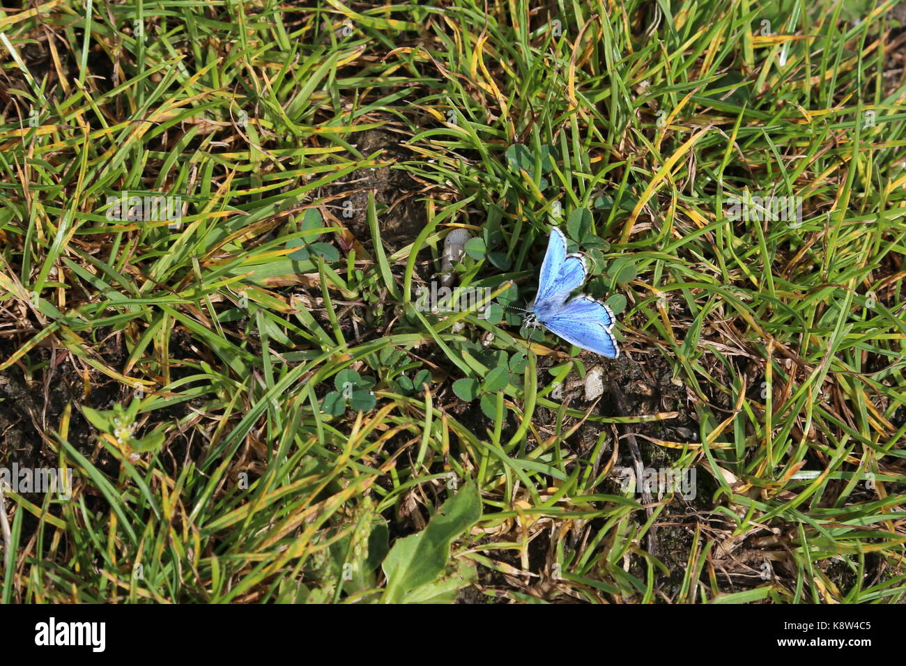 Male Adonis Blue Butterfly High Resolution Stock Photography and Images ...