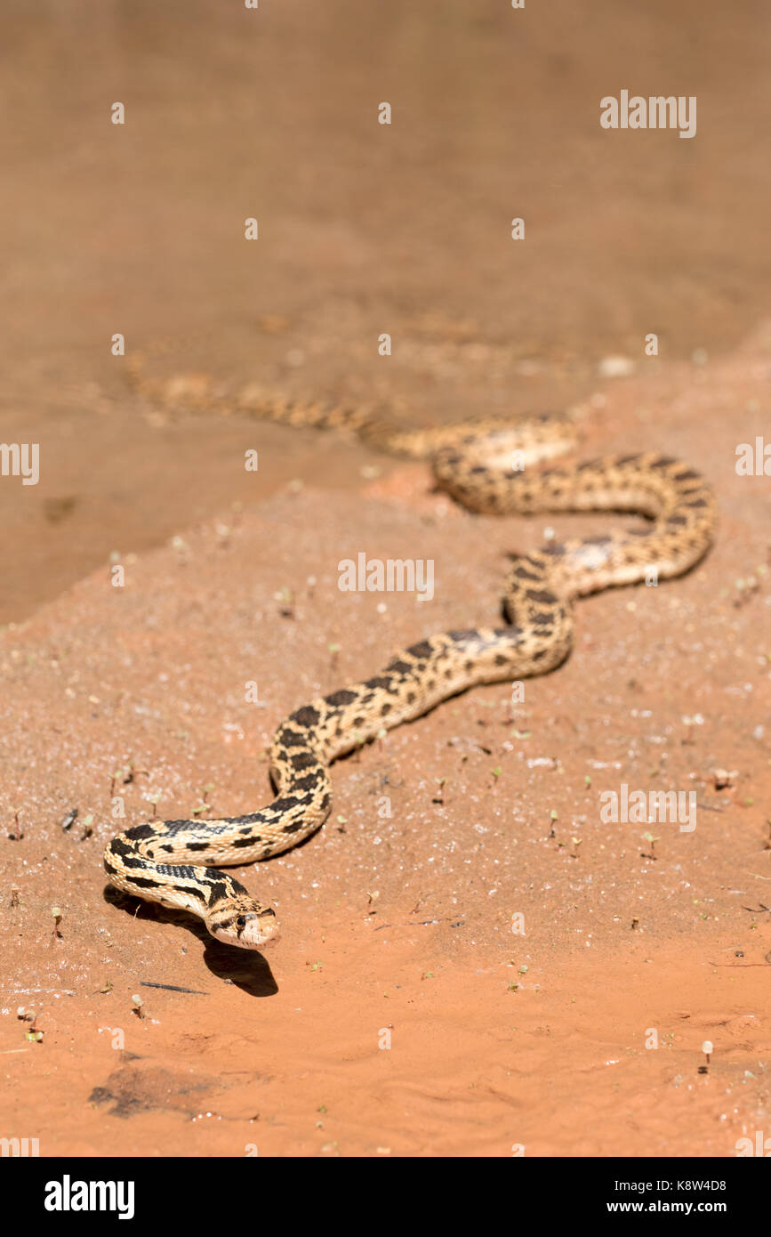 Great Basin gopher snake (Pituophis catenifer deserticola), Grand ...
