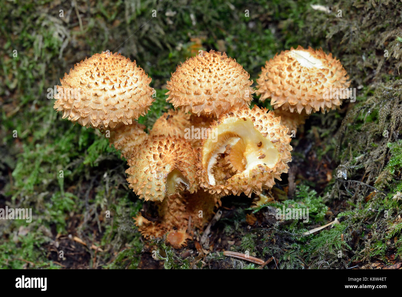 Shaggy Scalycap Fungi - Pholiota squarrosa on moss covered stump Stock ...
