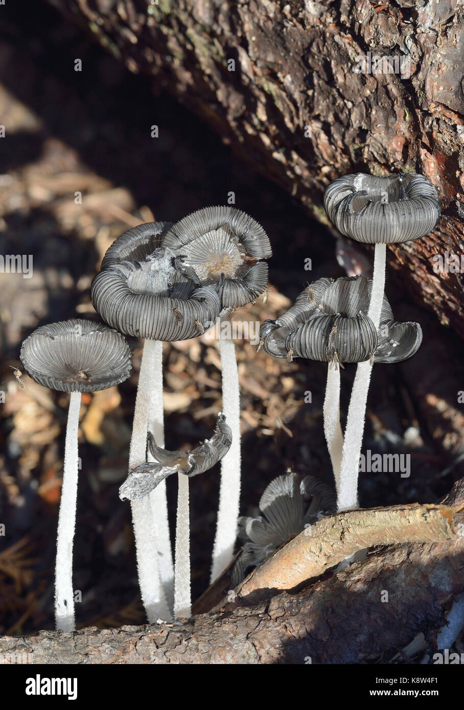 Coprinopsis