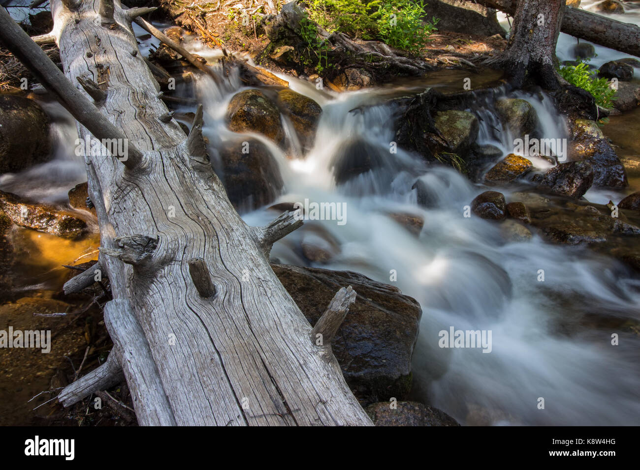 A log lays in a quiet stream in the Rockies Stock Photo - Alamy