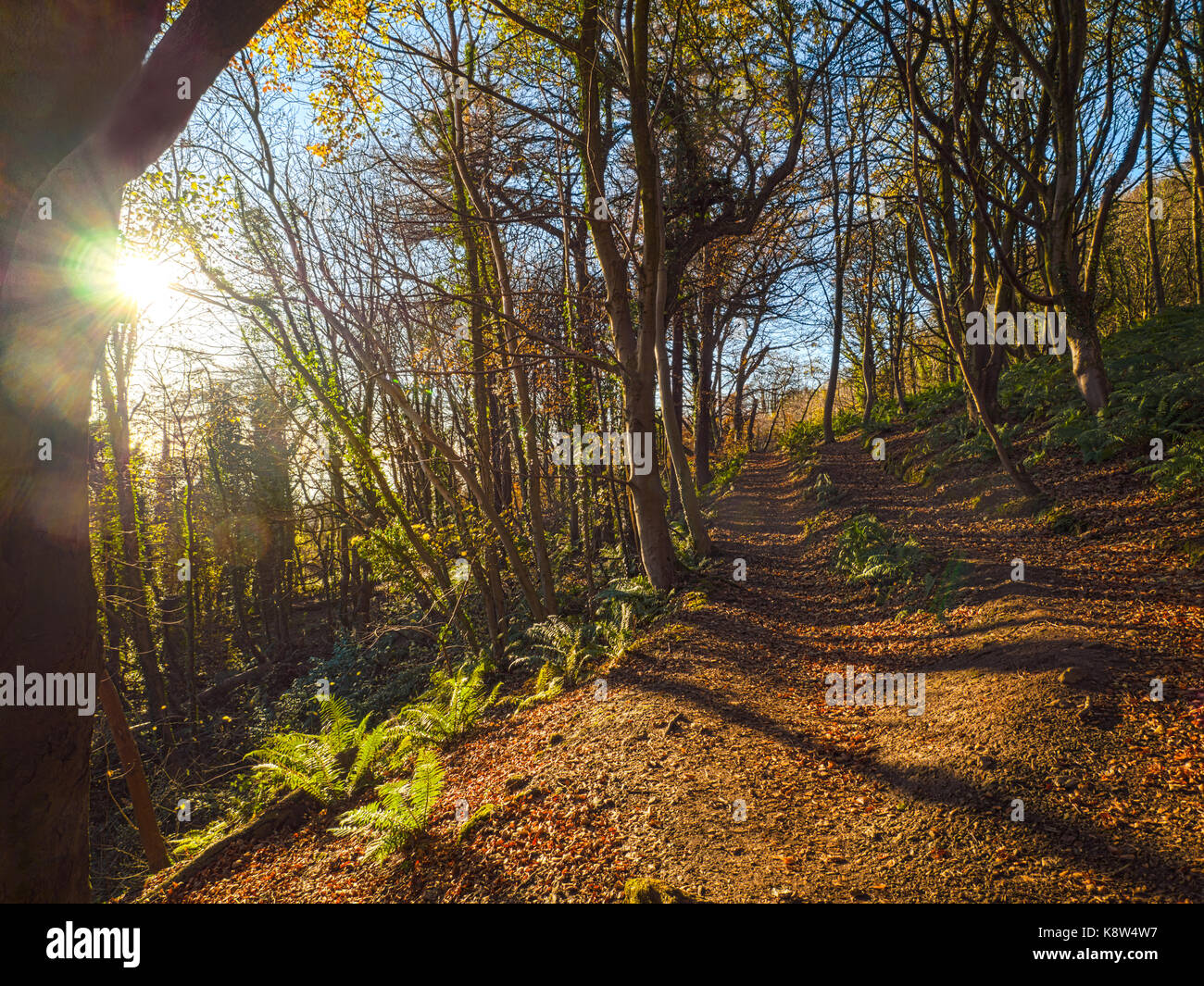 Northern Ireland countryside morning sunrise Stock Photo - Alamy