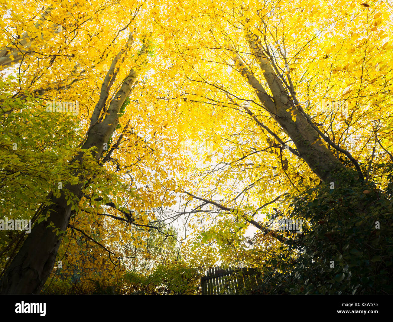 Northern Ireland countryside morning sunrise Stock Photo - Alamy