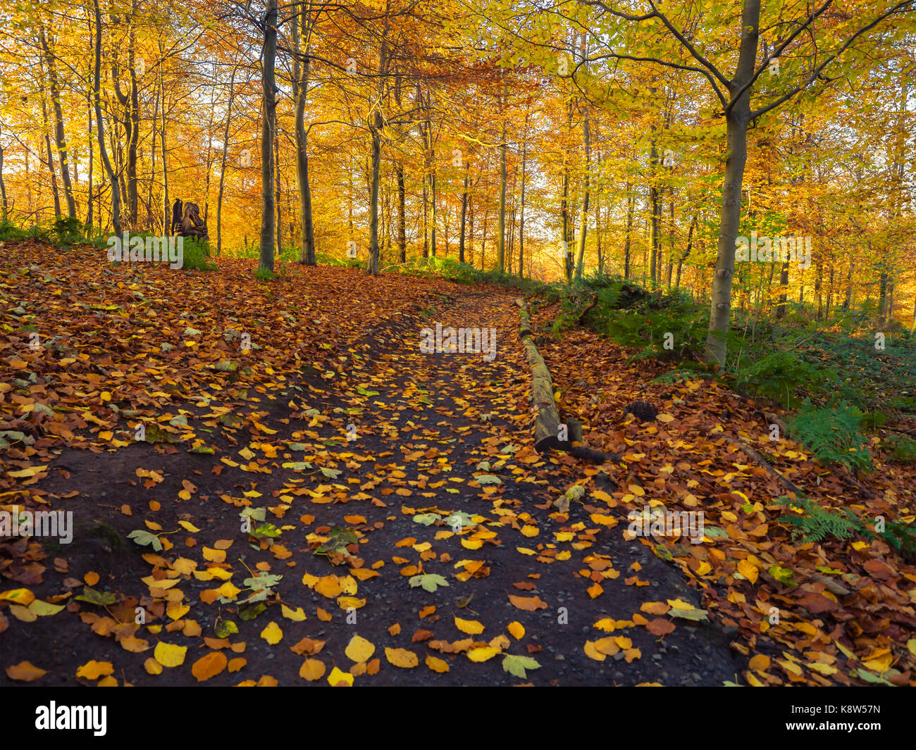 Northern Ireland countryside morning sunrise Stock Photo - Alamy