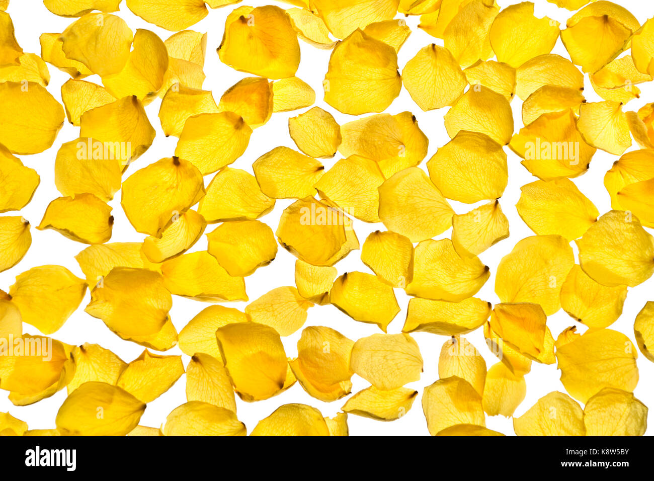 Background of dried yellow rose petals on white background. Texture of ...