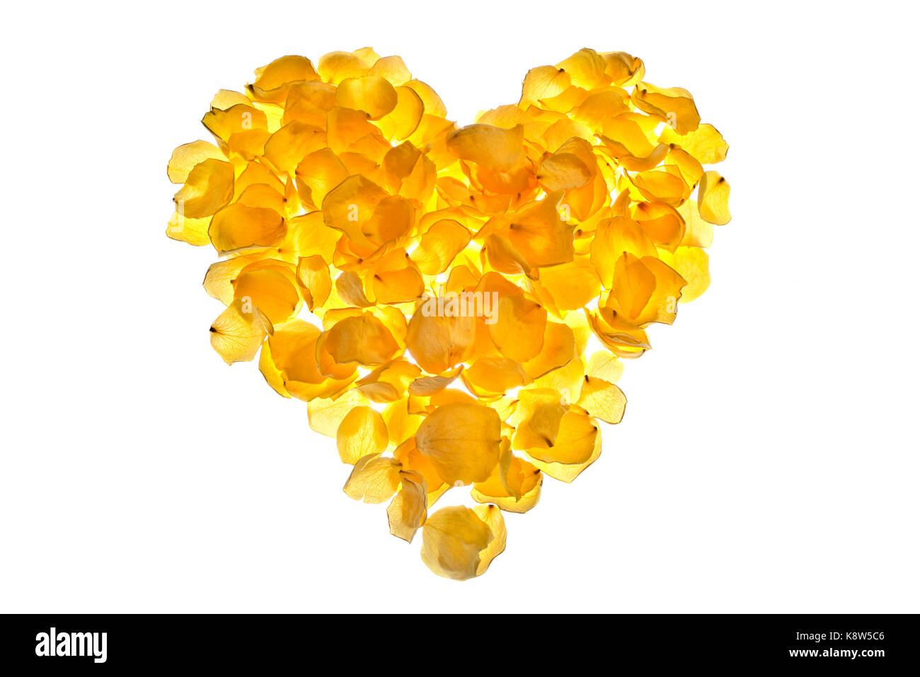 Heart of yellow roses petals arranged on a white background. Dried ...