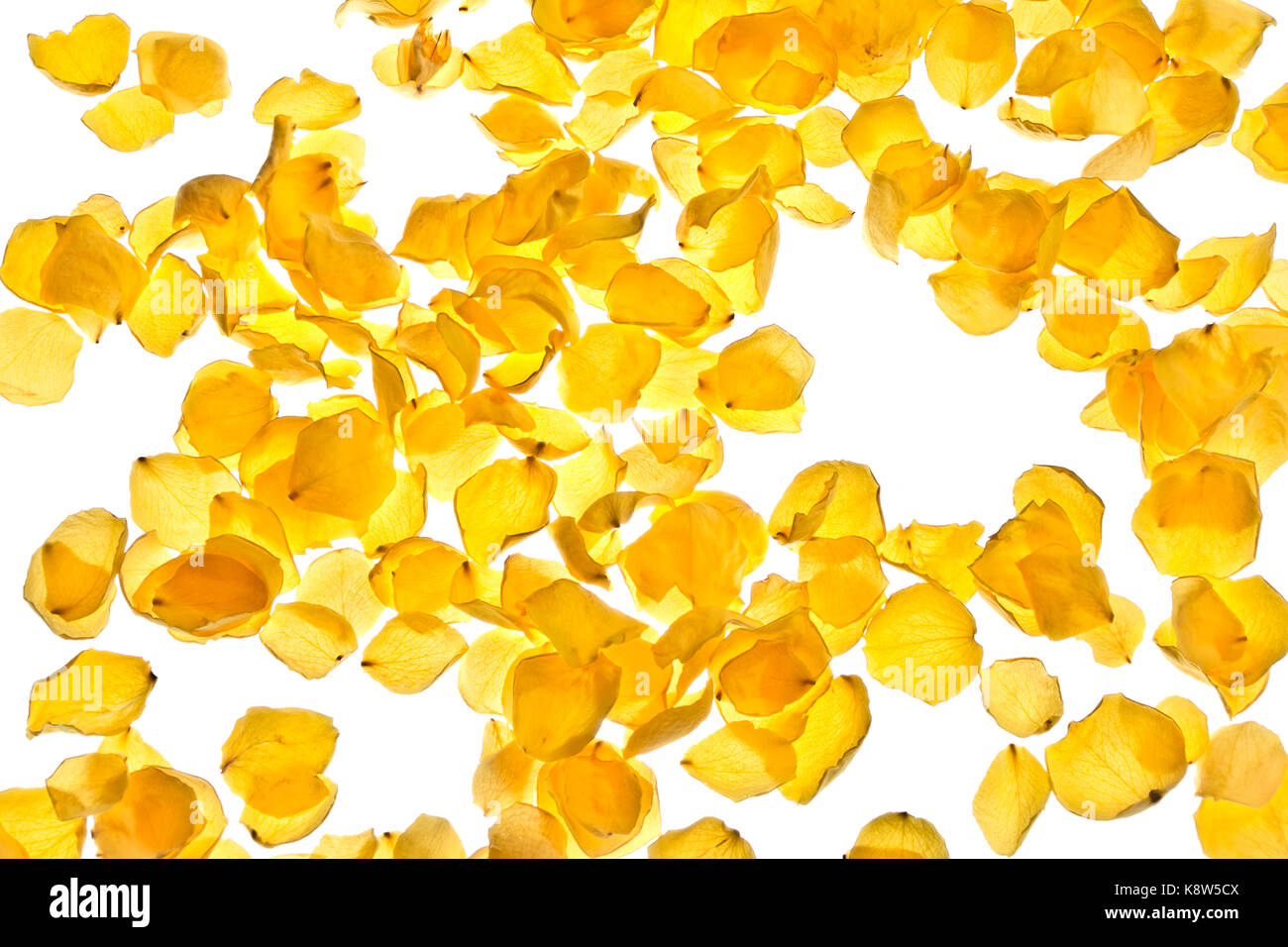 Yellow Rose Petals Background
