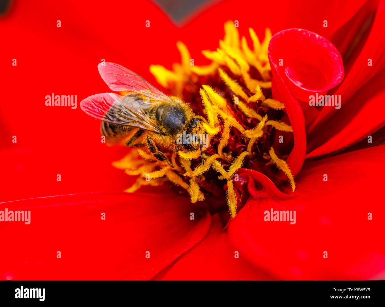 Pollen grains hi-res stock photography and images - Alamy