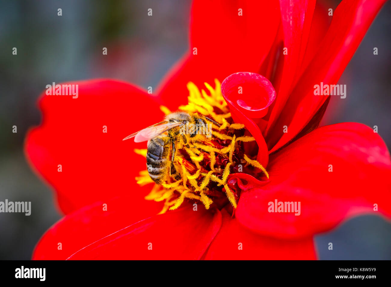 Pollen grains hi-res stock photography and images - Alamy