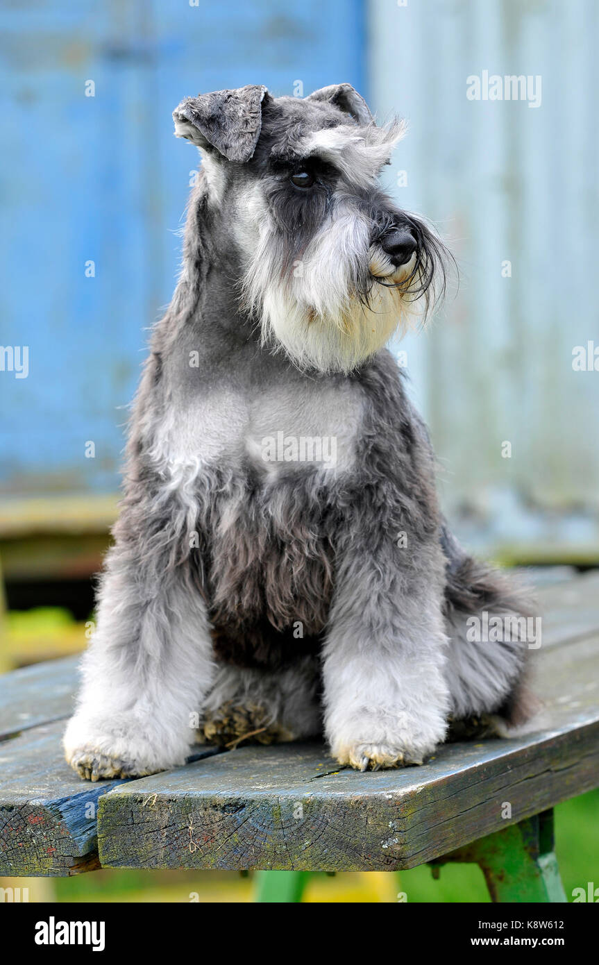 a miniature schnauzer posing sitting and standing at a dogs show Stock ...