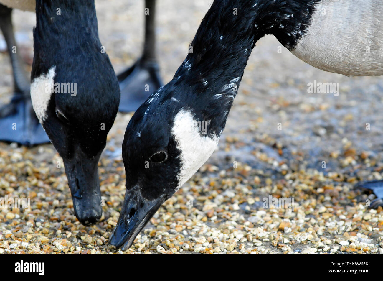 a pair of canadian geese eating with heads close to each other on a wet ...
