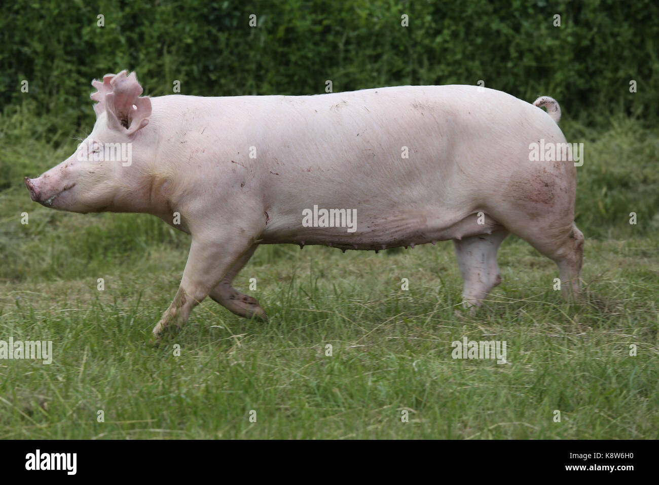 Little pink growing piglet canter on rural pig farm on pasture Stock ...