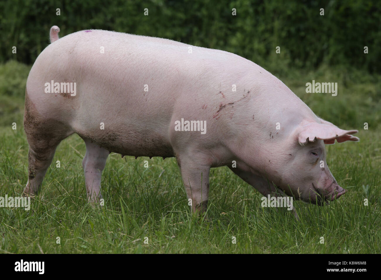 Domestic duroc breed pig head shot at animal farm on pasture Stock ...