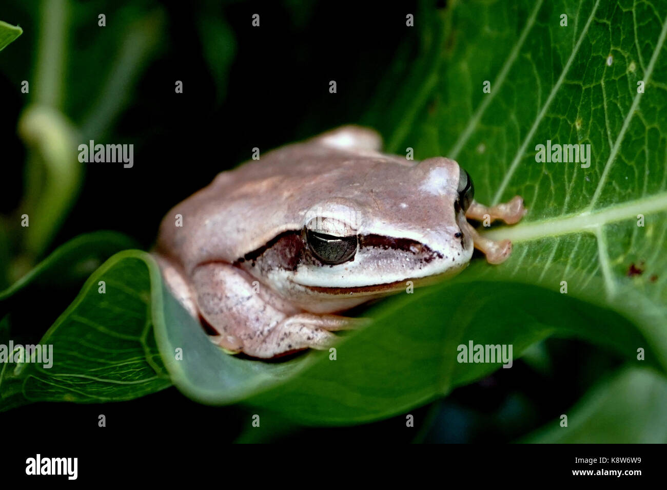 A Sleeping Tree Frog Stock Photo - Alamy