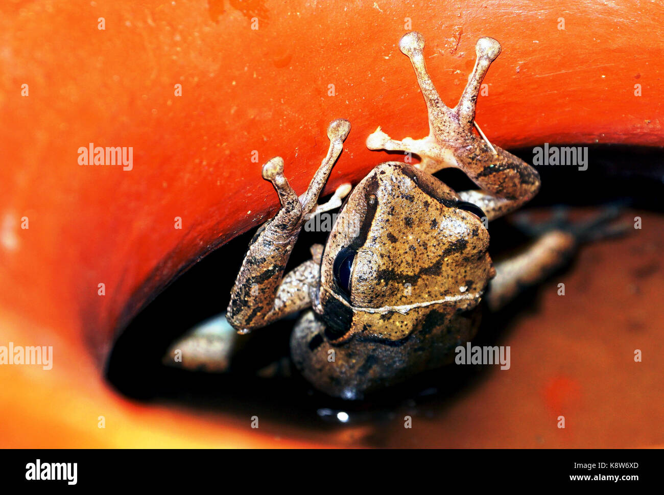 A hidden frog Stock Photo - Alamy