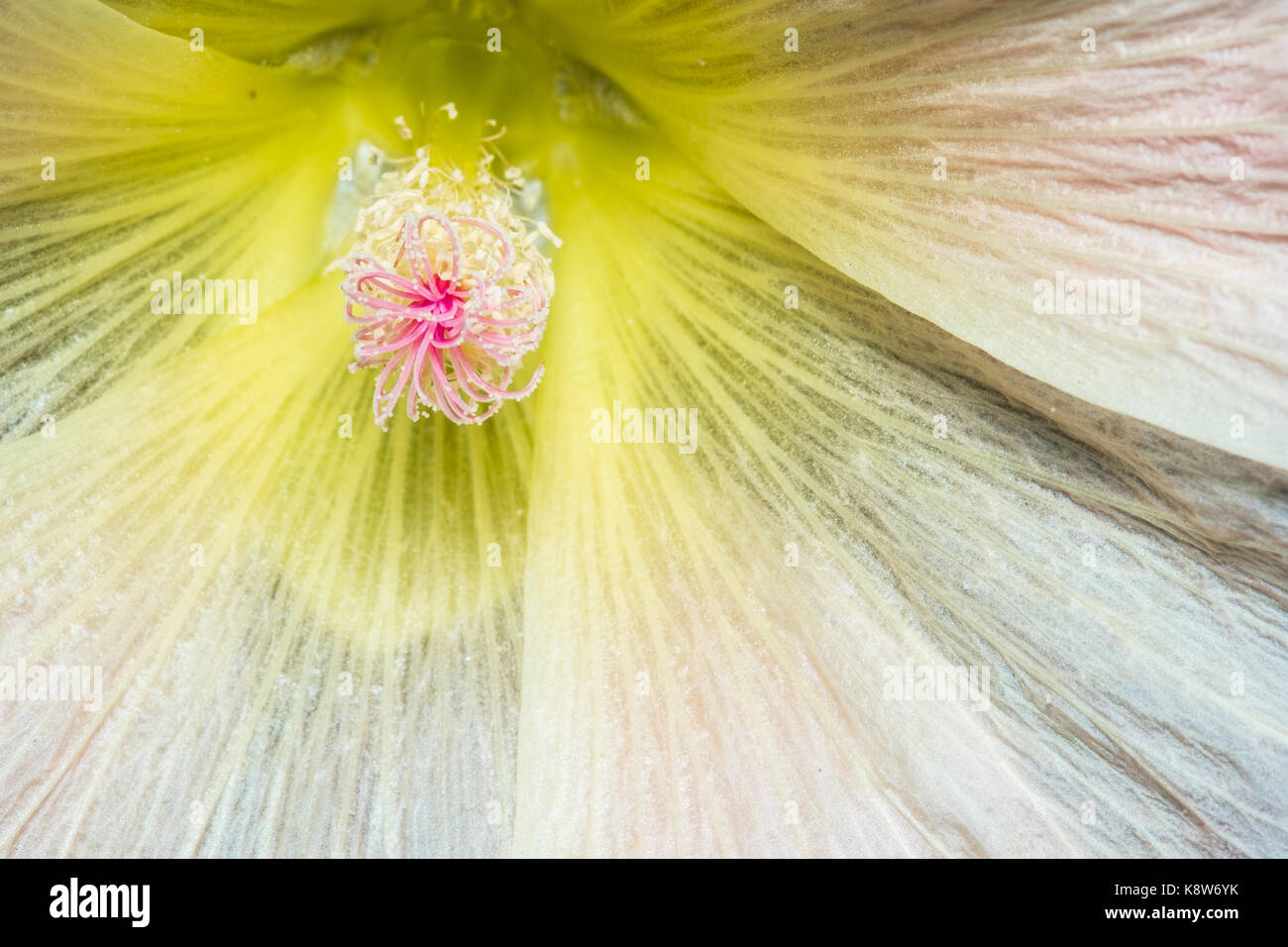 Close Up View of a Stigma of a flower Stock Photo - Alamy