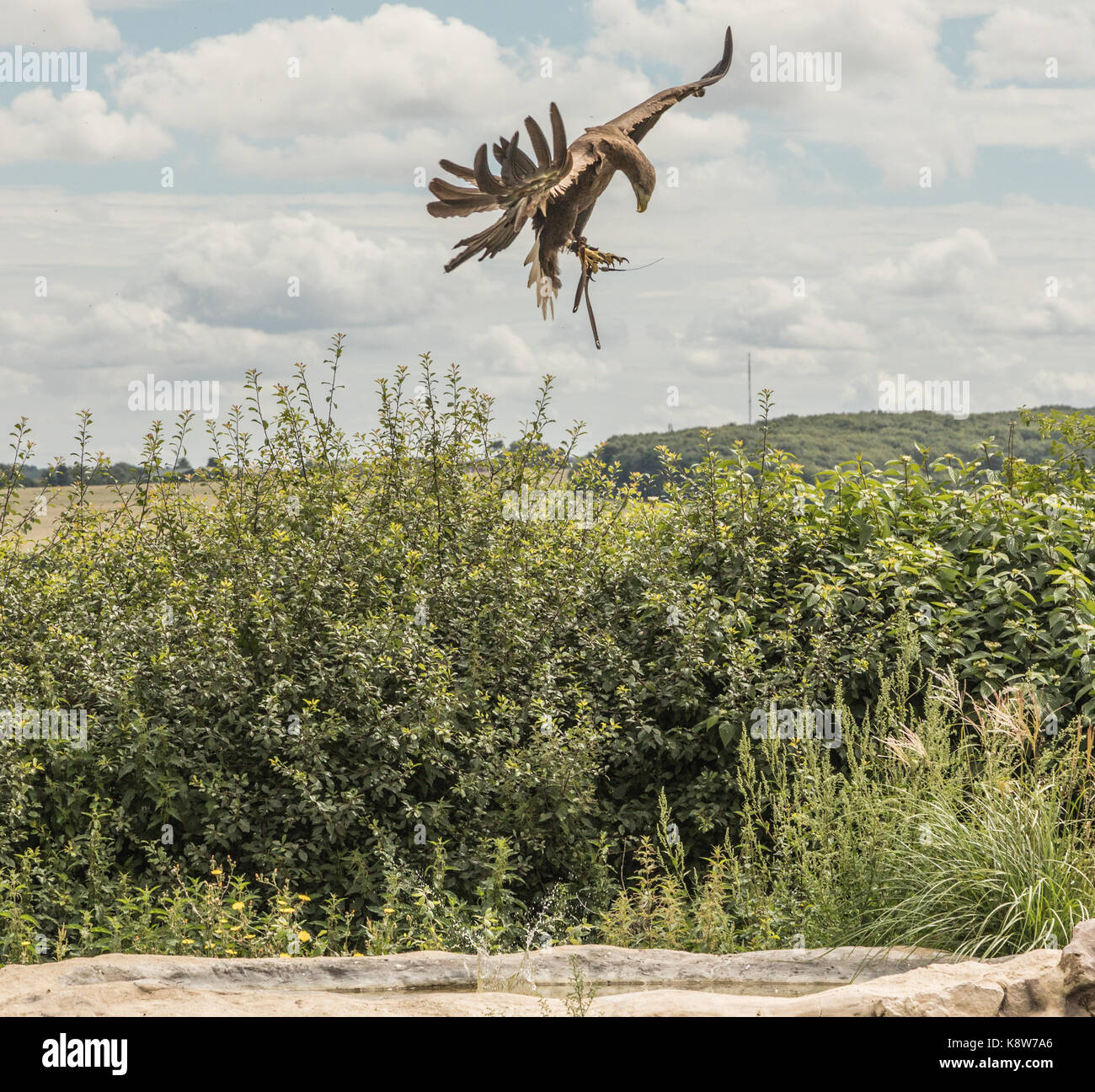 Descending Eagle High Resolution Stock Photography and Images - Alamy