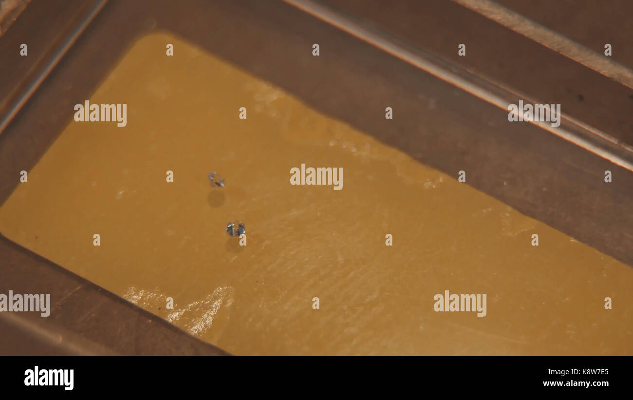 Gold granules. Gold granules. Gold and silver weighed in the balance ...