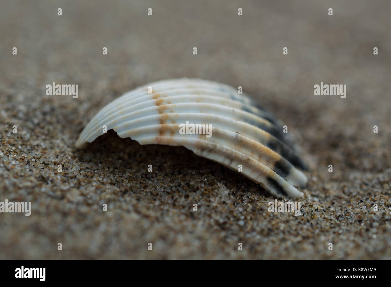 Sand grains closeup hi-res stock photography and images - Alamy