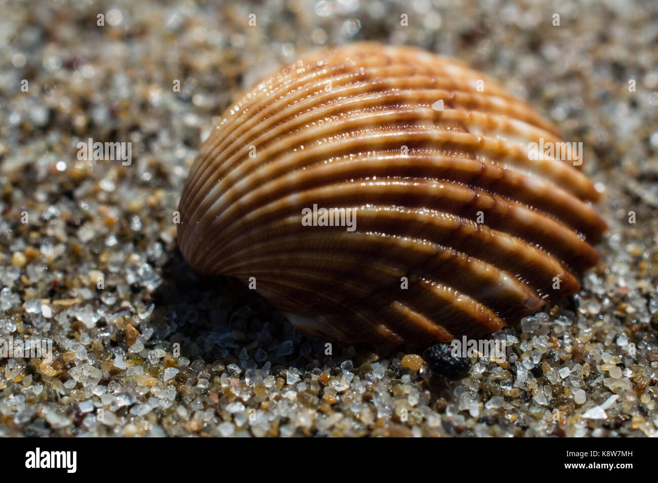 Sand shell beach hi-res stock photography and images - Alamy