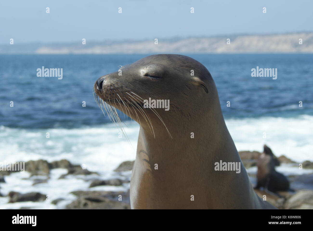 Seal smile hi-res stock photography and images - Alamy