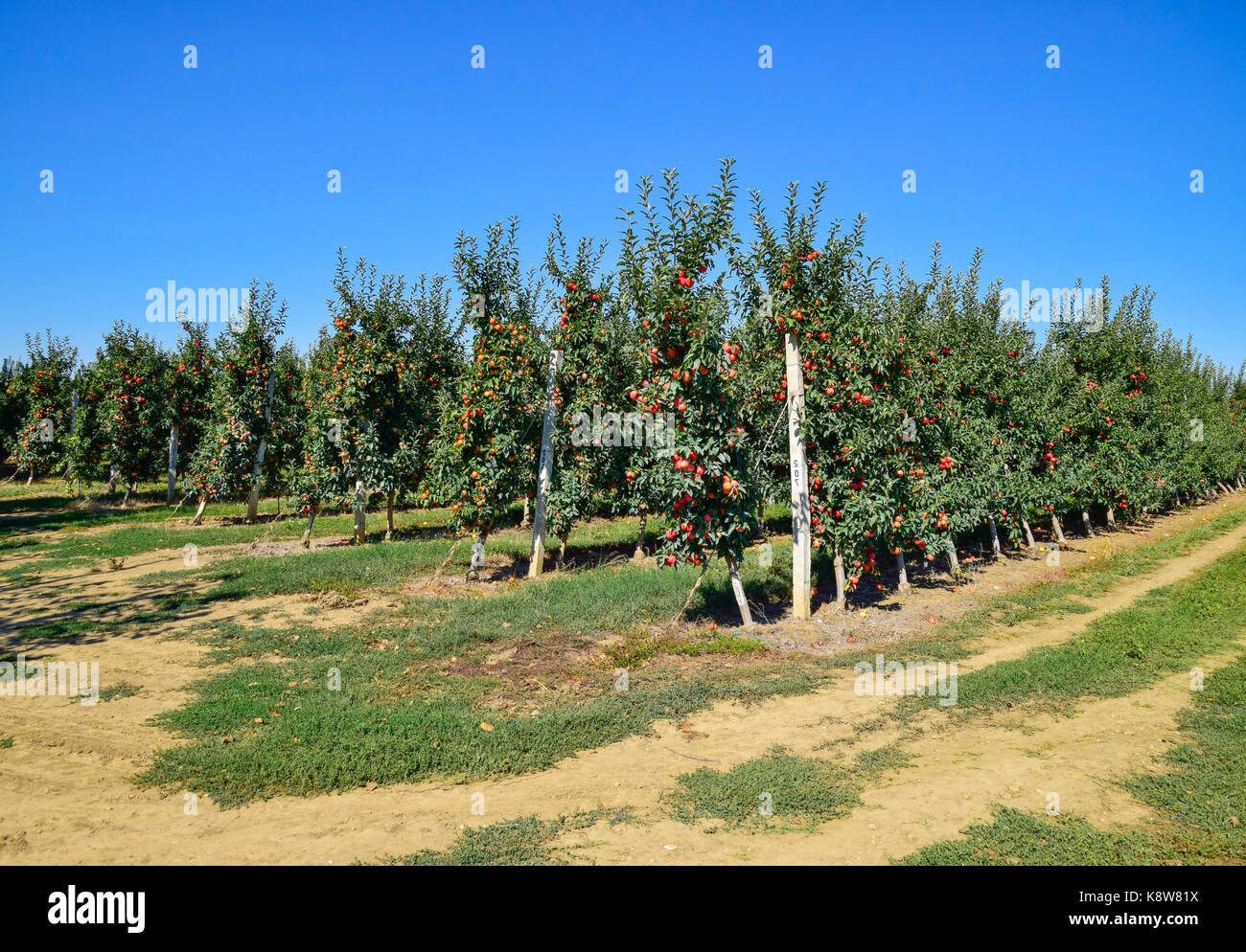 Apple orchard. Rows of trees and the fruit of the ground under the ...