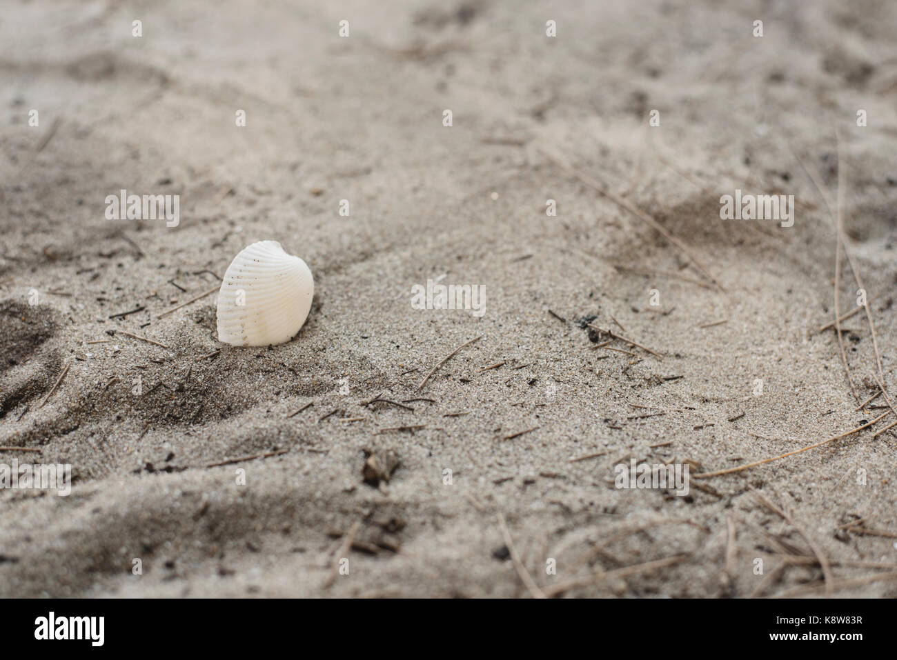 shells on the beach sand Stock Photo - Alamy