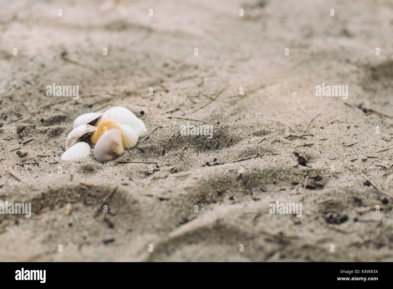 shells on the beach sand Stock Photo - Alamy