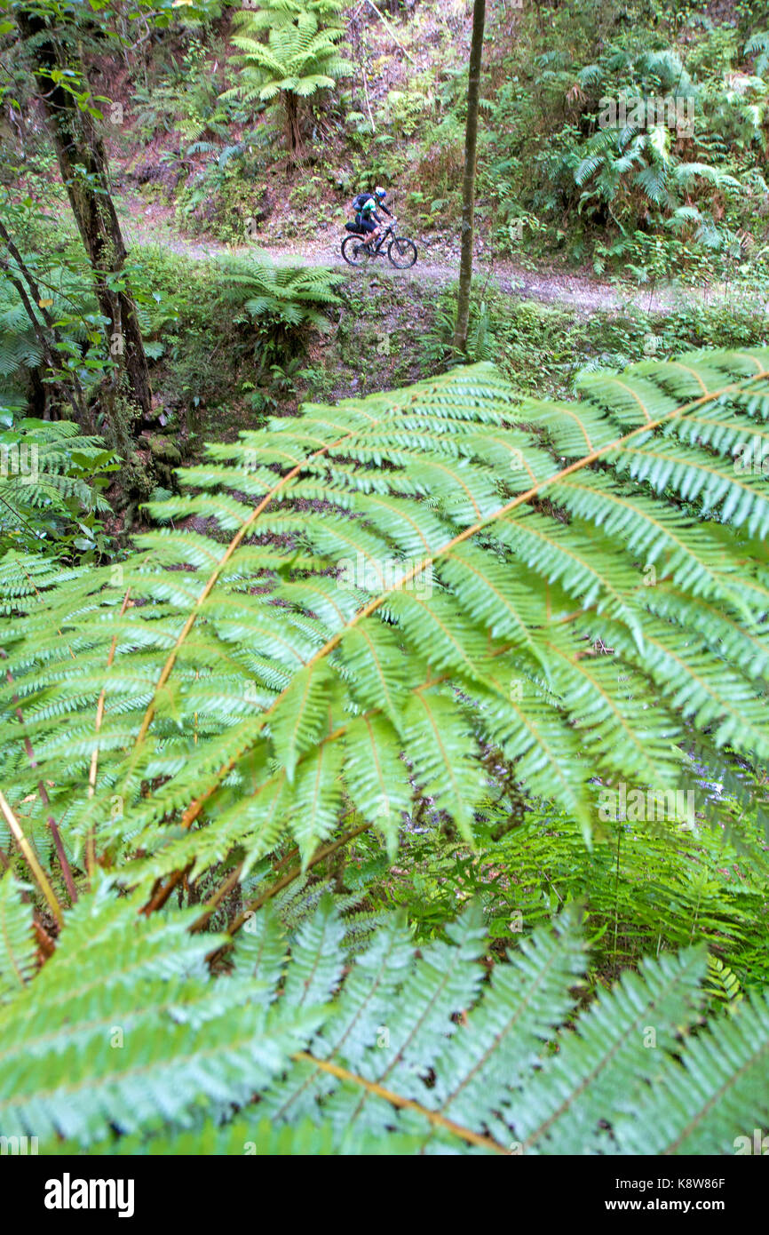 Mountain biking on the Old Ghost Road Stock Photo - Alamy