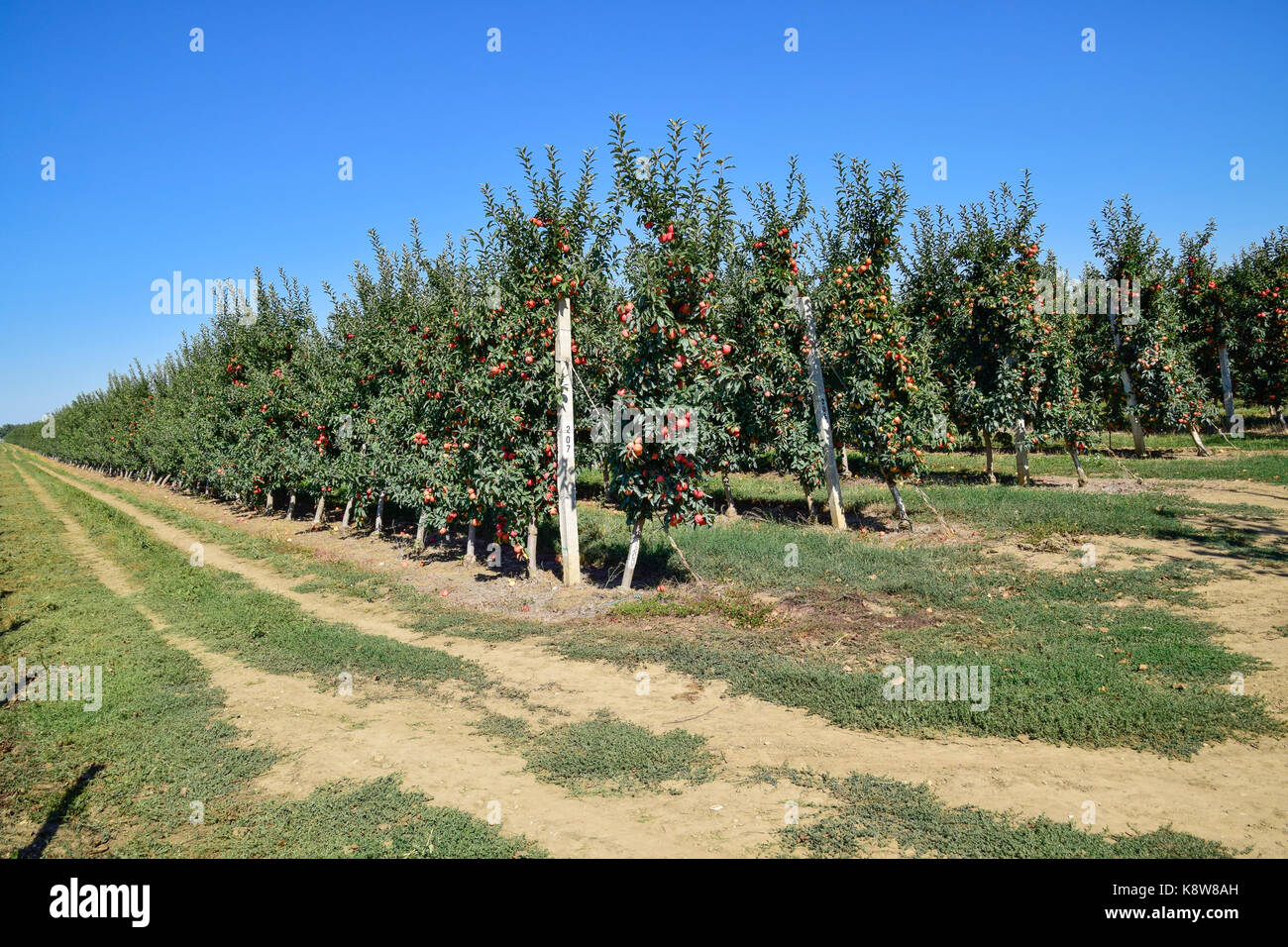 Apple orchard. Rows of trees and the fruit of the ground under the ...