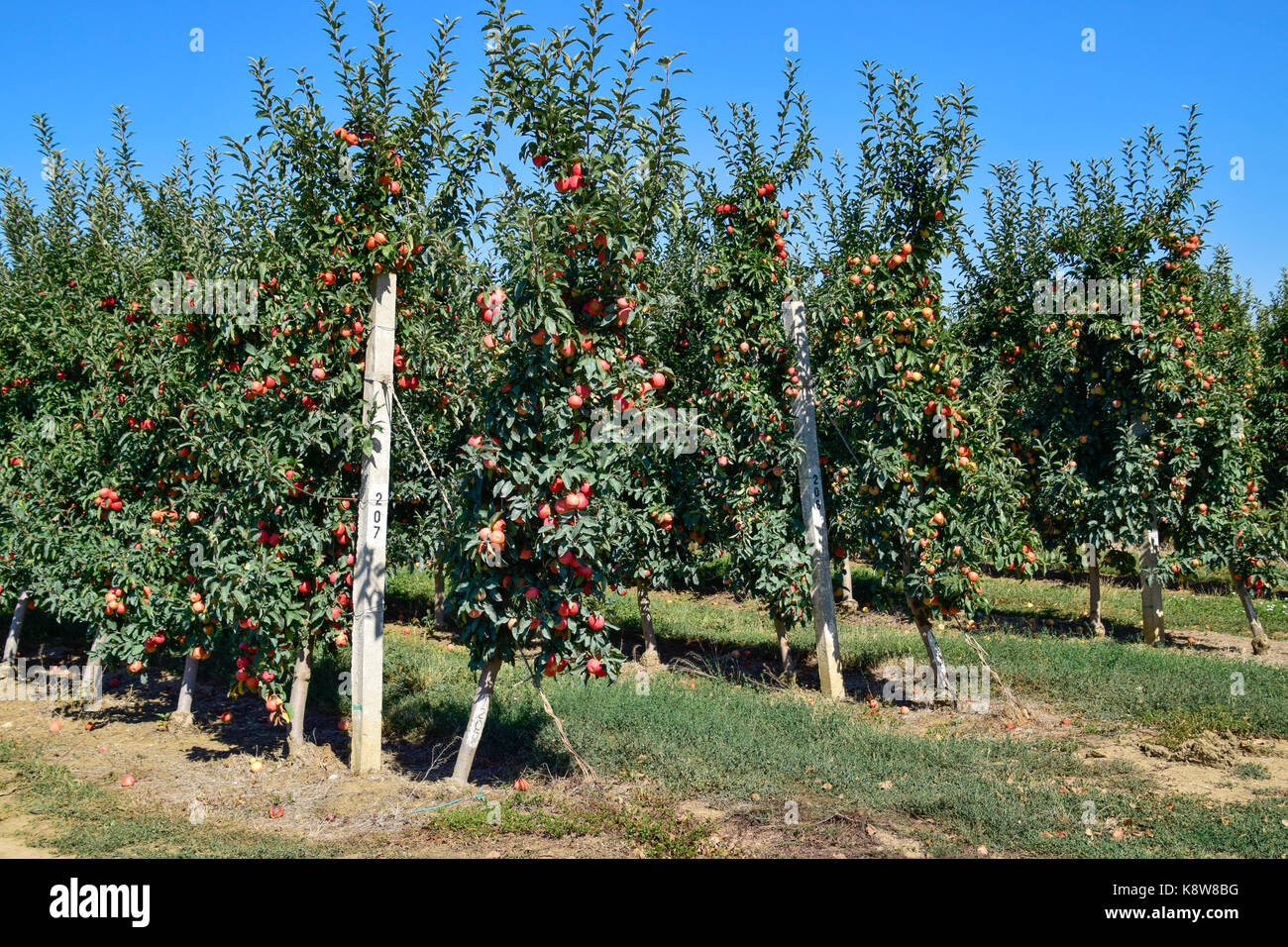Apple orchard. Rows of trees and the fruit of the ground under the ...
