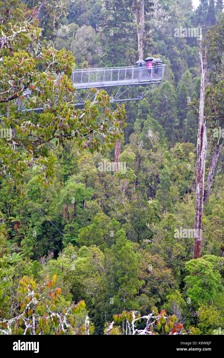 West Coast Treetop Walkway near Hokitika Stock Photo - Alamy