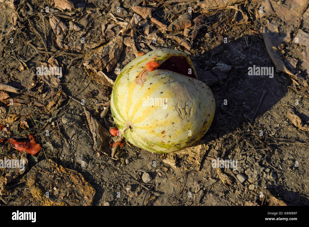 Chopped old rotten watermelon. An abandoned field of watermelons and ...