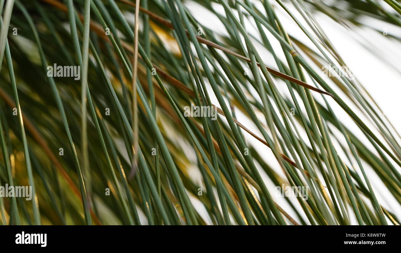 Closeup of pine needles Stock Photo - Alamy