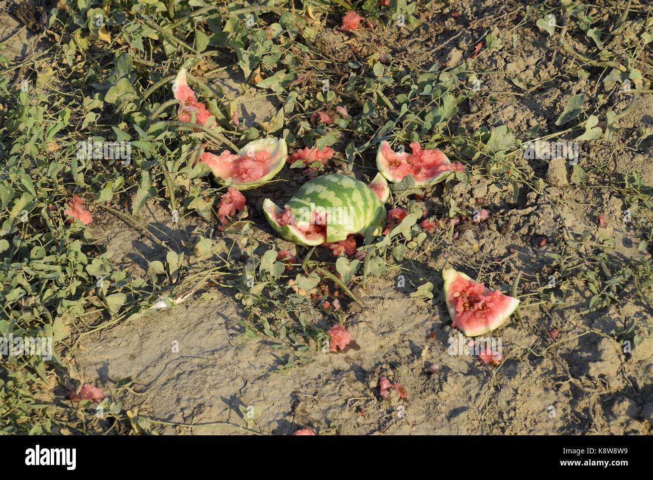 Heaps of rotting watermelons. Peel of melon. An abandoned field of ...