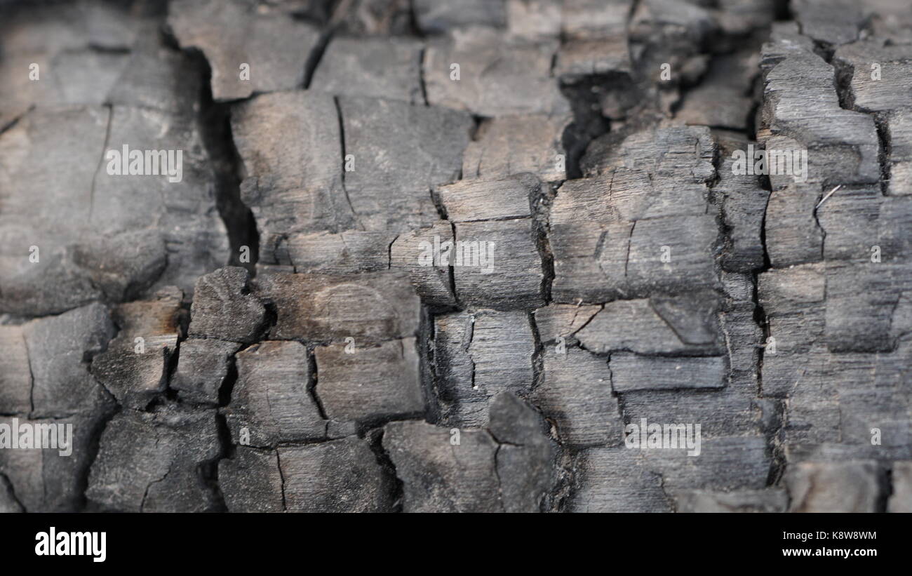 Burned tree trunk hi-res stock photography and images - Alamy