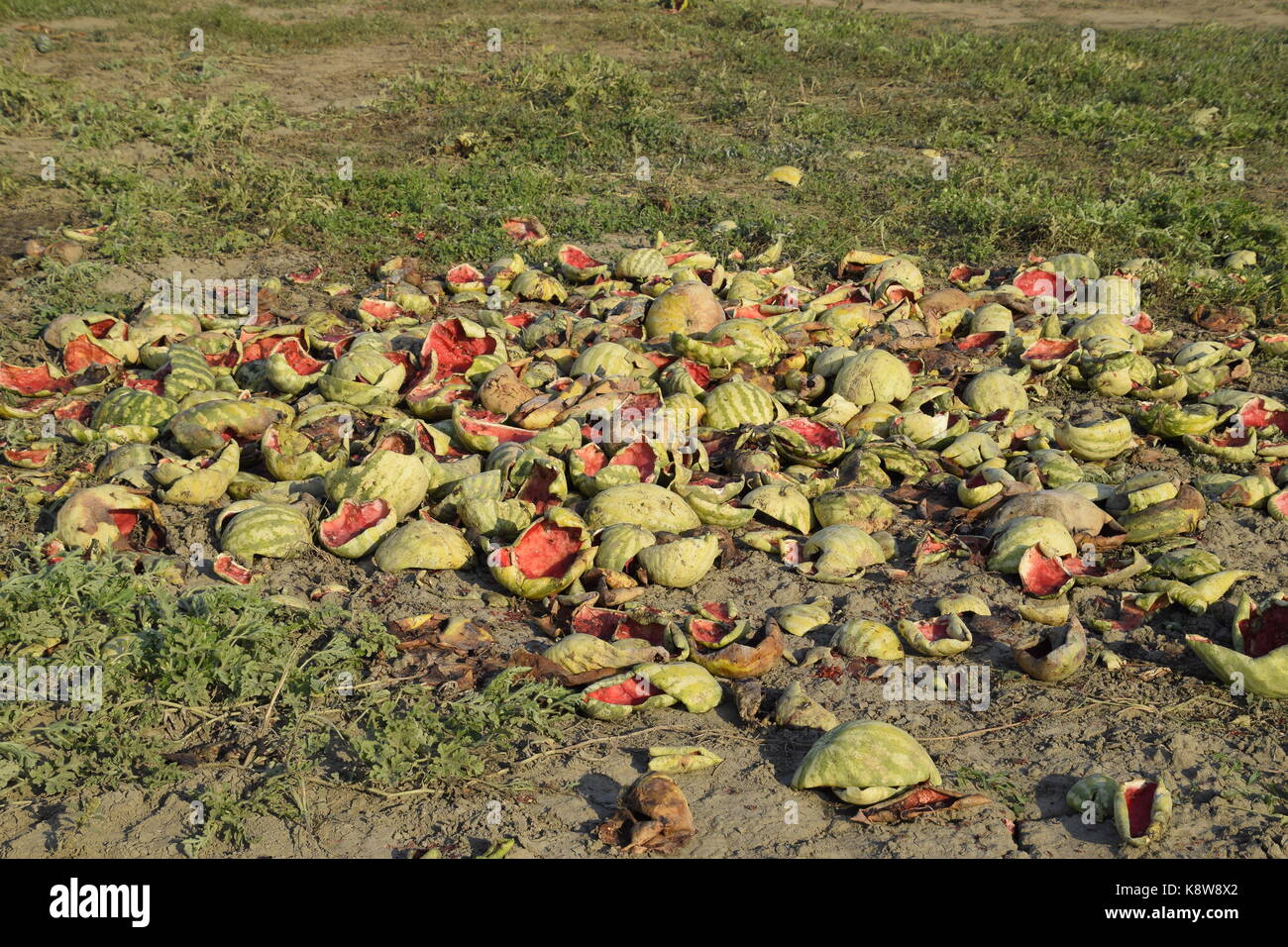 Heaps of rotting watermelons. Peel of melon. An abandoned field of ...