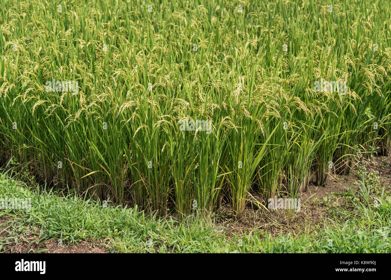 Rice in a rice field ready for harvest in Northern Japan Stock Photo ...