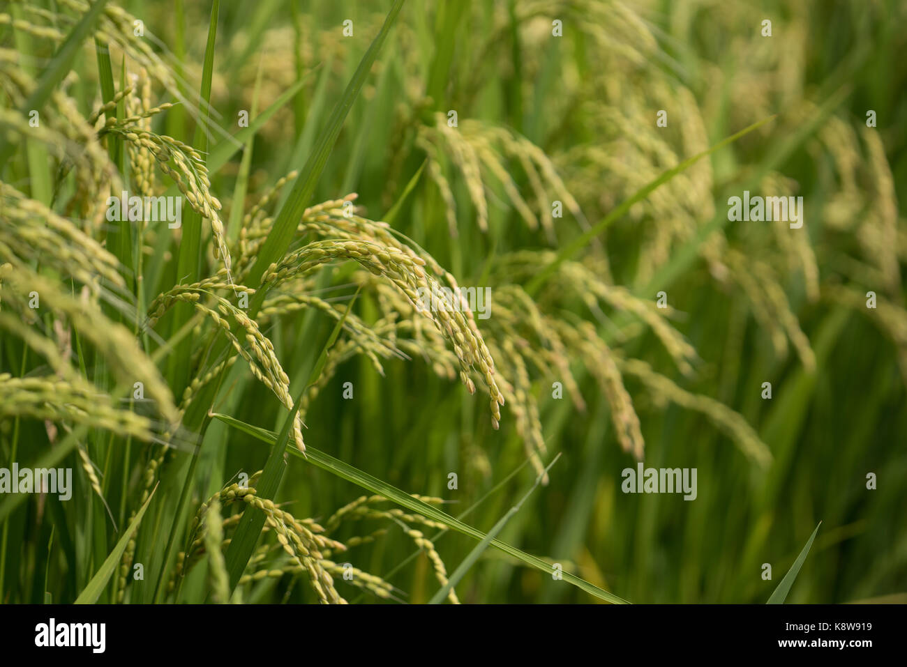 Rice in a rice field ready for harvest in Northern Japan Stock Photo ...